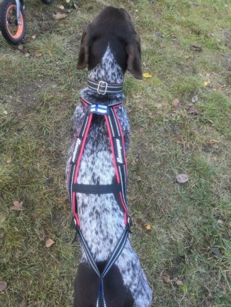 Kainpo Sprint Harness - Dog-Sport