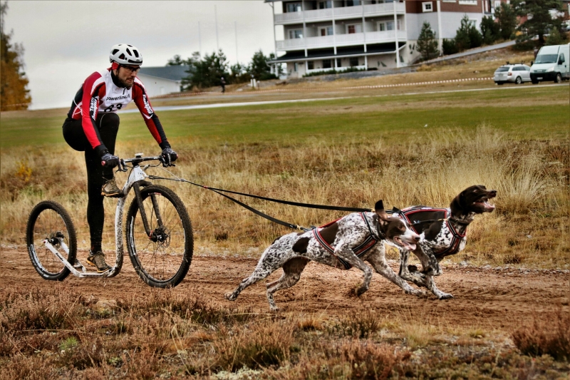 Kainpo Sprint Harness - Dog-Sport