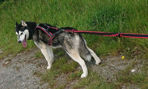 Kainpo Sprint Harness - Dog-Sport